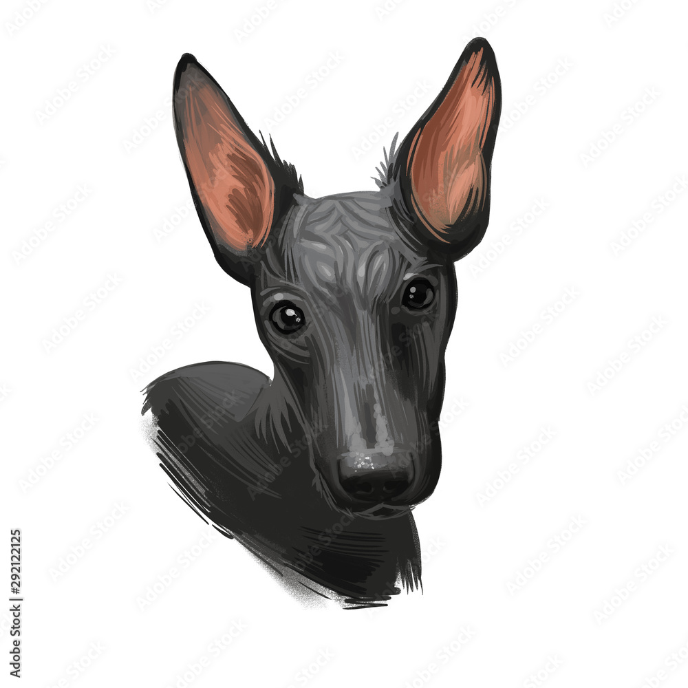 Ilustración de Stock Peruvian Hairless dog portrait isolated. Digital ...