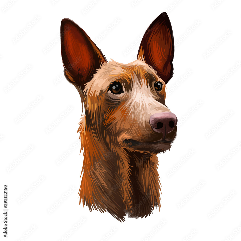 Ilustracja bez tantiem: Pharaoh Hound dog portrait isolated on white ...