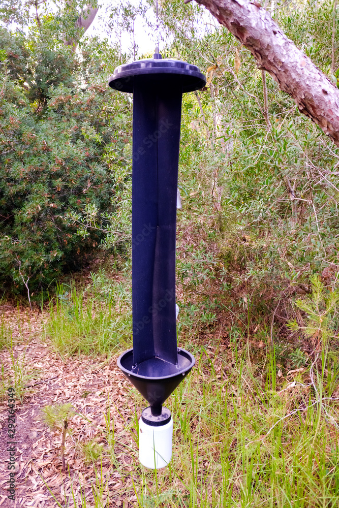 Pheromone trap for invasive insects in a Mediterranean coniferous ...