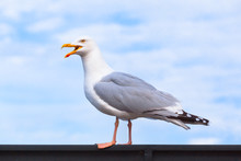 Seagull Crying Free Stock Photo - Public Domain Pictures