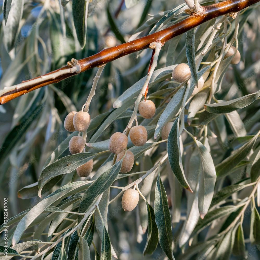 USA, Nevada, Lyon Couty, Lahontan State Park. Fruit from Russian Olive ...