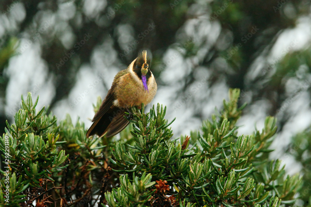 Bearded Helmet-crest, Oxypogon guerinii stuebelii, beautiful crest ...
