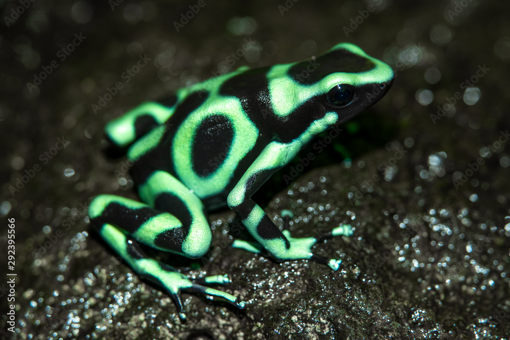 The green-and-black poison dart frog (Dendrobates auratus), or green ...