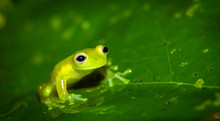 Frog Macro Portrait Free Stock Photo - Public Domain Pictures