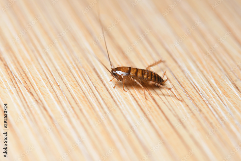 Cockroache nymph on nature background. Stock Photo | Adobe Stock