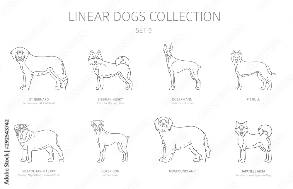 Simple line dogs collection isolated on white. Dog breeds. Flat style ...