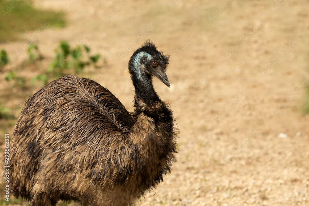 The greater rhea (Rhea americana) one of two extant species, native ...