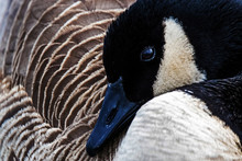 Sleepy Goose Free Stock Photo - Public Domain Pictures