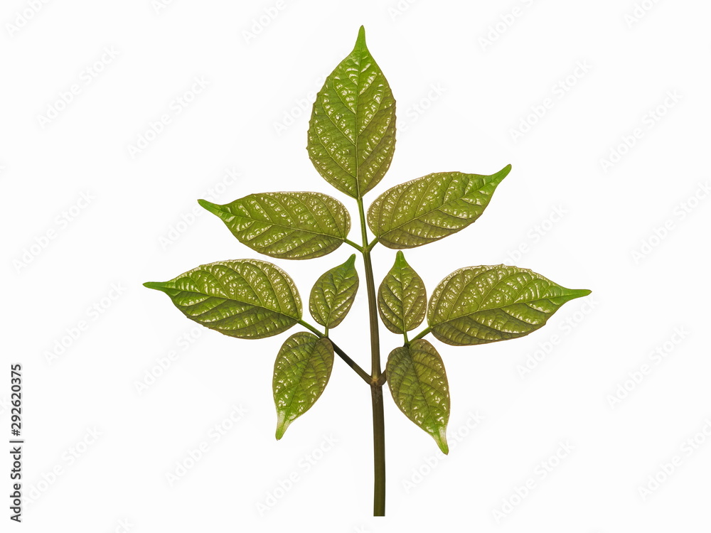 Green Leaves of Oroxylum indicum isolated on white background, commonly ...