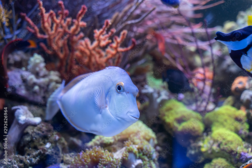 Bluespine Unicorn Tang..(Naso unicornis) ..strange fish from Pacific ...