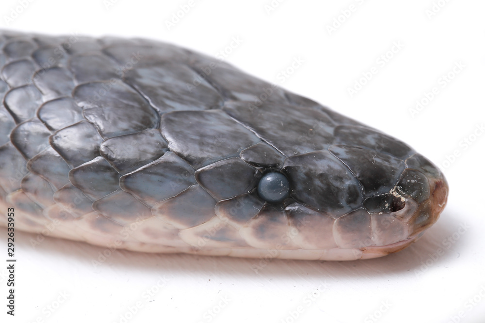 Xenopeltis unicolor Shedding it's Skin,Common names: sunbeam snake is a ...
