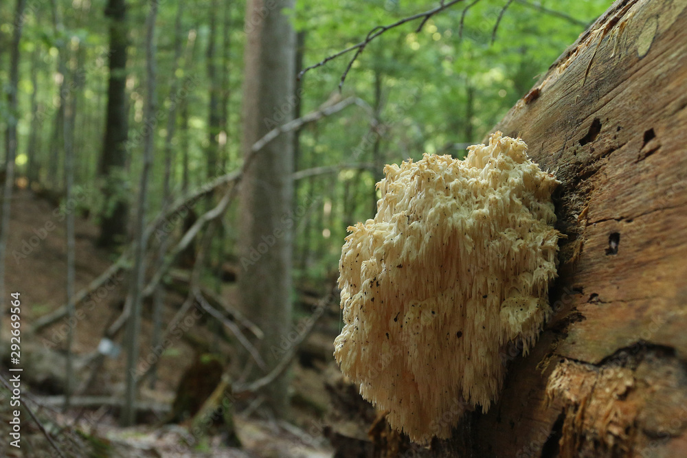 Monkey's head fungus, also called lion's mane or bear's head. A ...