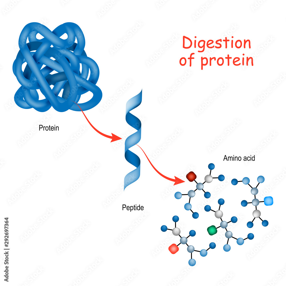 Digestion of protein Stock Vector | Adobe Stock