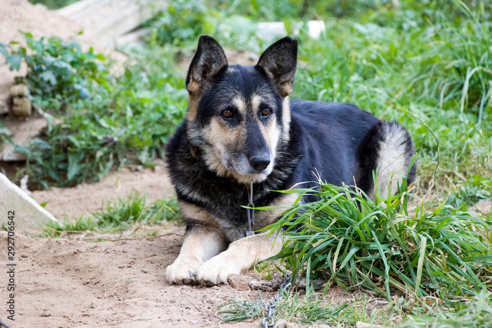 Sad dog The chain and fetters are not to anyone's joy. She is waiting ...