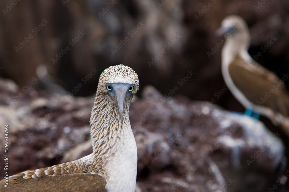 Piquero de patas azules, Galapagos Islands, Ecuador, America, UNESCO ...
