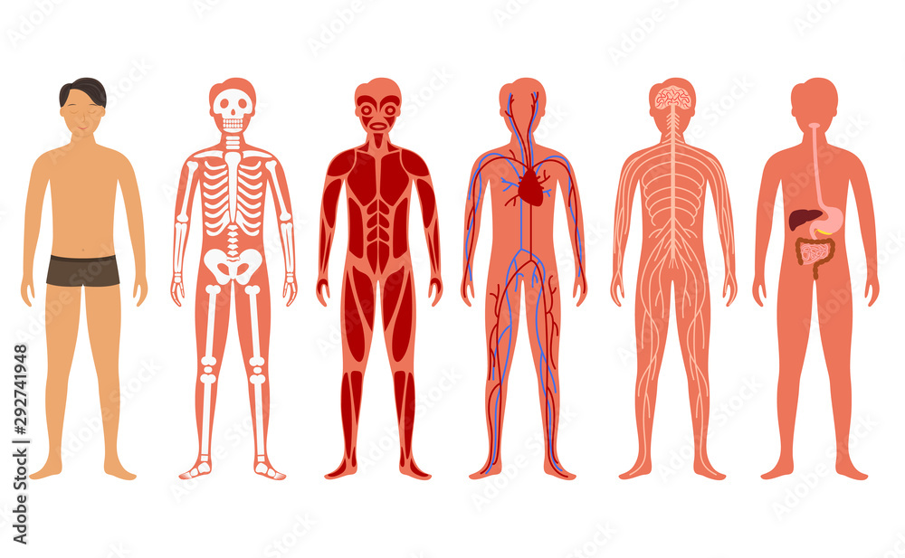 Cartoon Color Human Body Anatomy Set. Vector Stock Vector | Adobe Stock