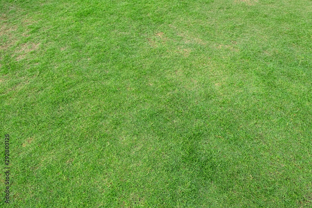 Green grass texture for background. Green lawn pattern and texture ...