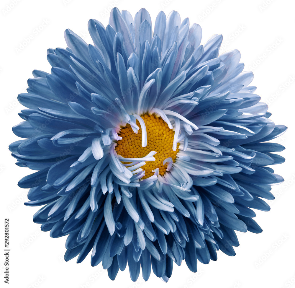 blue astra flower, white isolated background with clipping path ...