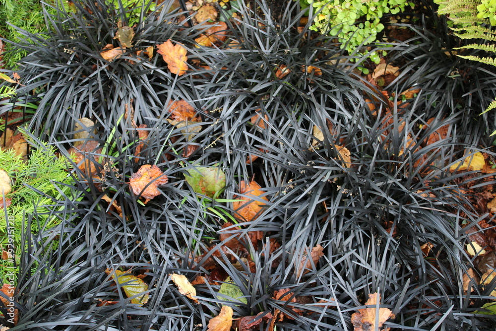 Black lily turf, Ophiopogon planiscapus Nigrescens close up with fallen ...