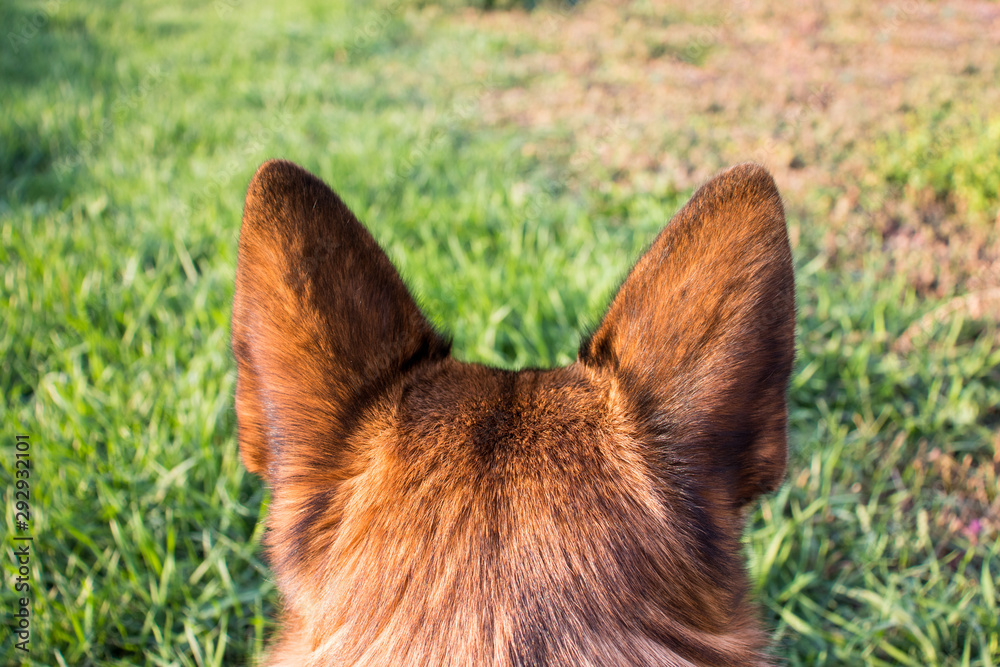 Foto de Stock German shepherd dog's ears back view; dog looking forward | Adobe Stock