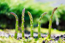 Asparagus Free Stock Photo - Public Domain Pictures