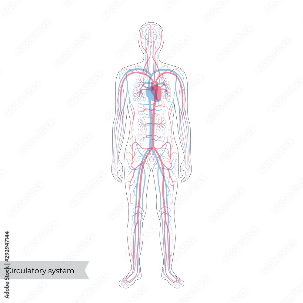 circulatory system anatomy Stock Vector | Adobe Stock