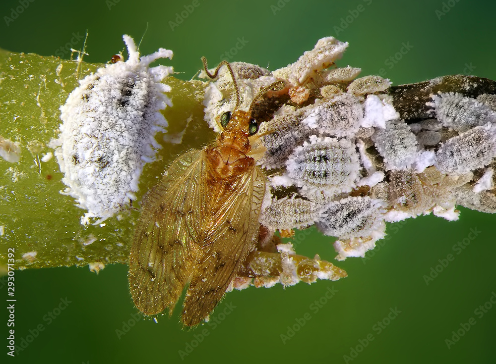 Cotton mealybug, Phenacoccus solenopsis (Hemiptera: Pseudococcidae) and ...