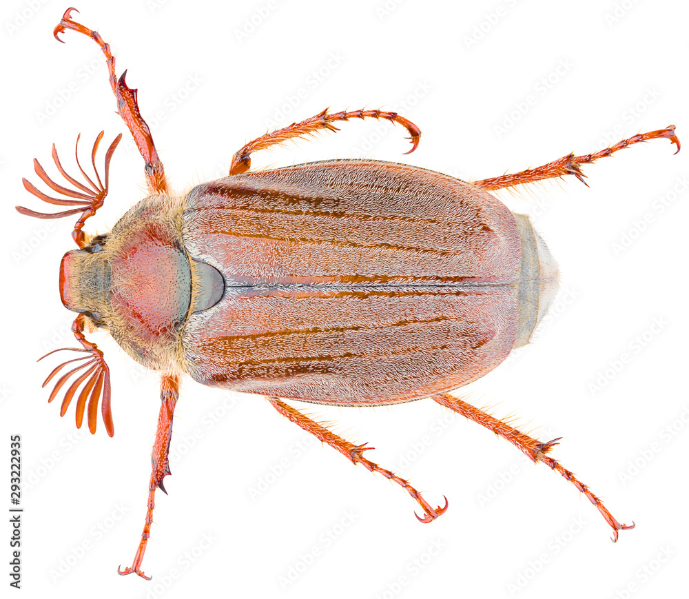 Melolontha hippocastani is the forest cockchafer or May bug or ...