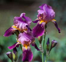 Purple Striped Iris And Rain Drops Free Stock Photo - Public Domain ...
