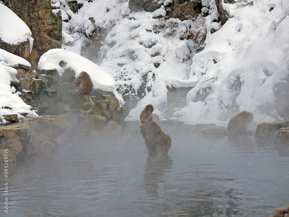 Cute Japanese Snow monkeys relaxing in onsen with steam rising from hot ...