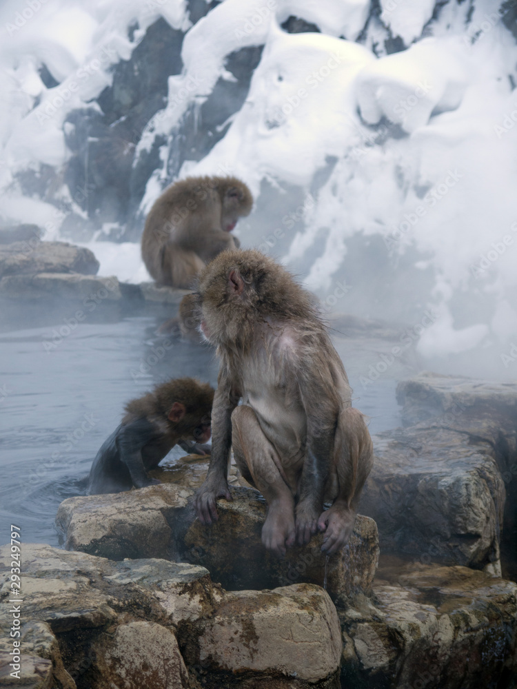 Cute Japanese Snow monkeys relaxing in onsen with steam rising from hot ...