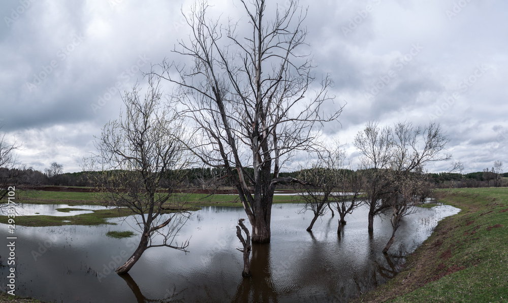 Gloomy landscape with group of bare trees standing in water during the ...