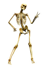 Human Skeleton Free Stock Photo - Public Domain Pictures