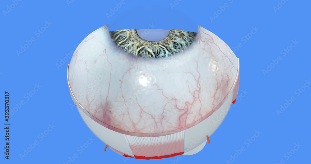 Eye anatomy 02. Pupil, muscle, cornea, iris, conjunctiva, sclera ...
