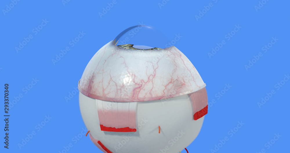 Eye anatomy 04. Pupil, muscle, cornea, iris, conjunctiva, sclera ...