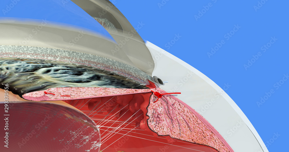 Eye anatomy 11. Iris, scleral spur, lens, fiber, ciliary body ...