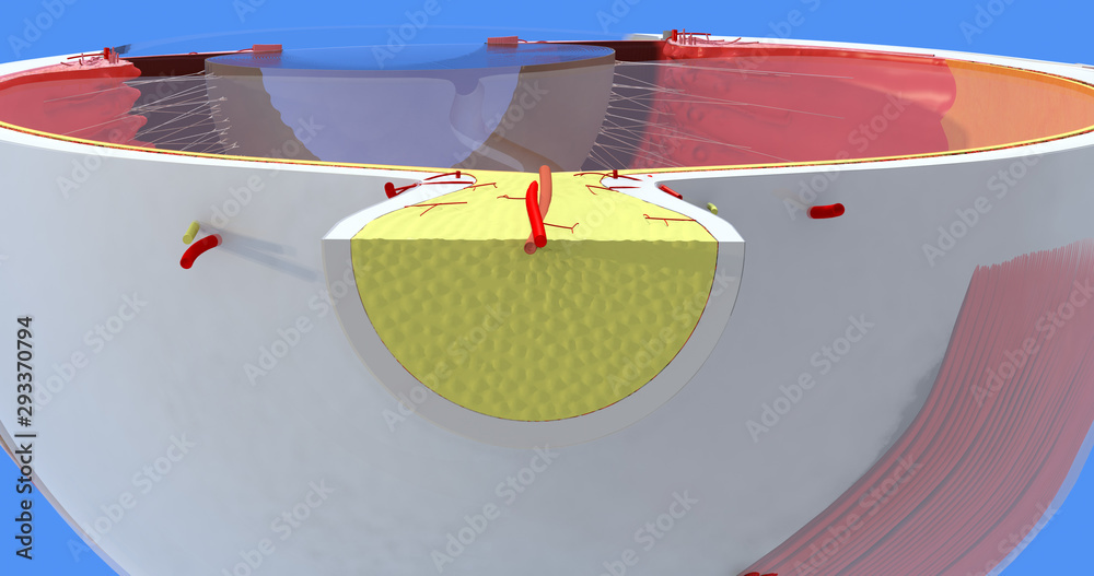 Eye anatomy 16. Sclera, bulbar sheath, cental retinal vein and artery ...