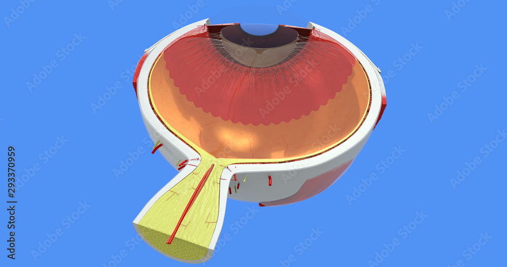 Eye anatomy 21. Sclera, iris, cornea, retina, choroid, vitreous and ...