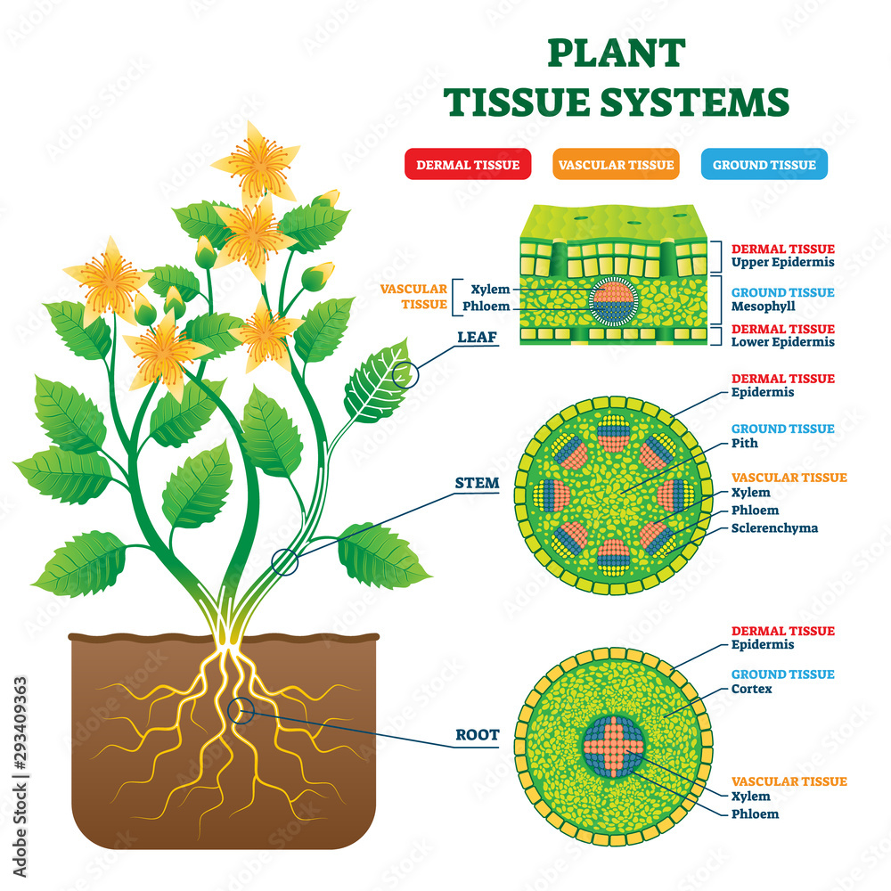 Plant Tissue Systems vector illustration. Labeled biology structure ...