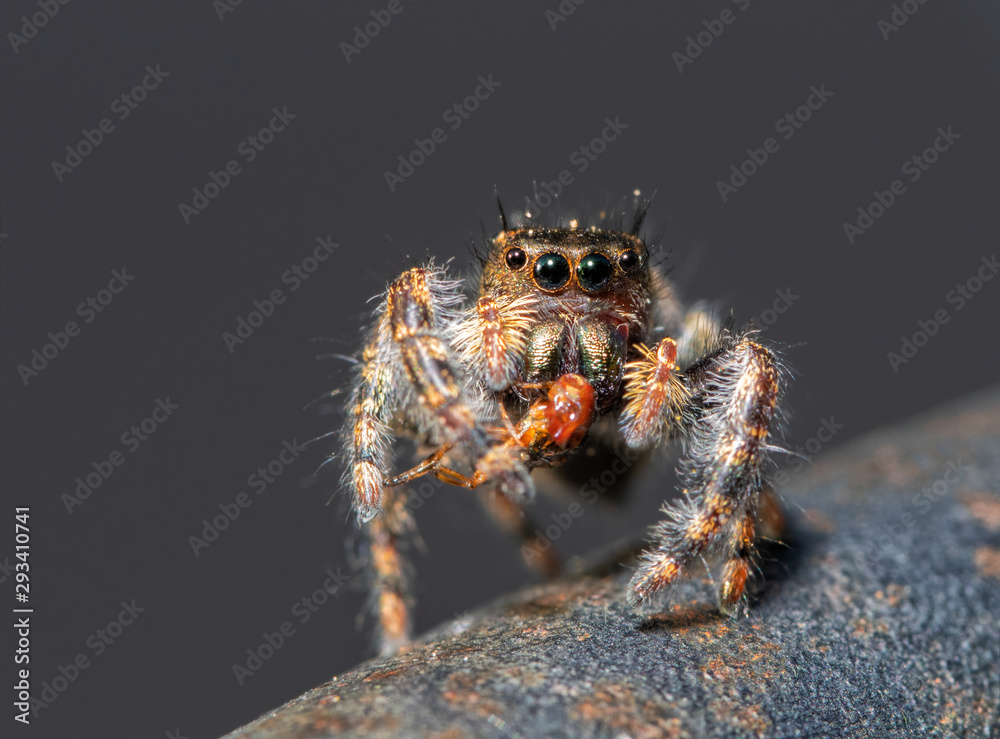 Tiny early instar of Phidippus audax, Bold Jumping Spider, eating a bug ...