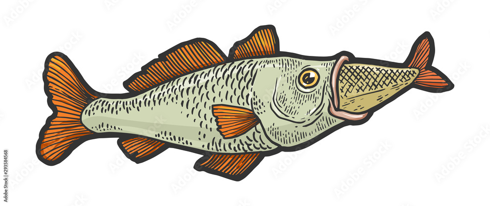Fish eat swallows another smaller fish sketch engraving vector ...