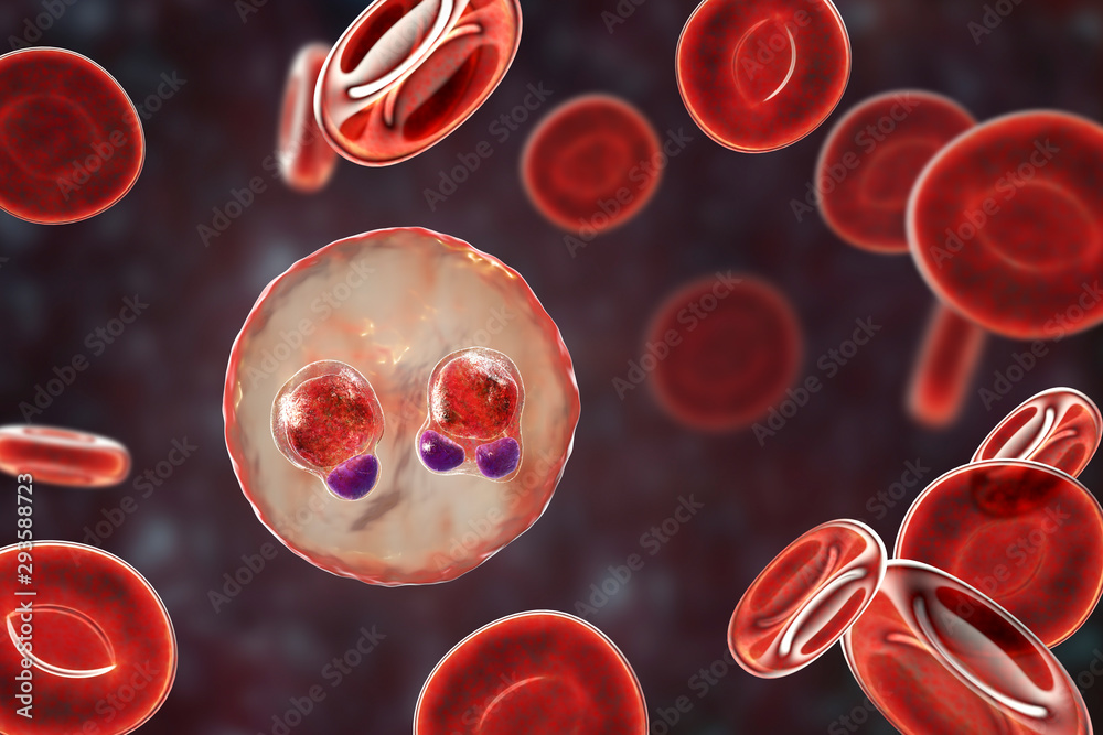 The malaria-infected red blood cells. 3D illustration showing ring-form ...