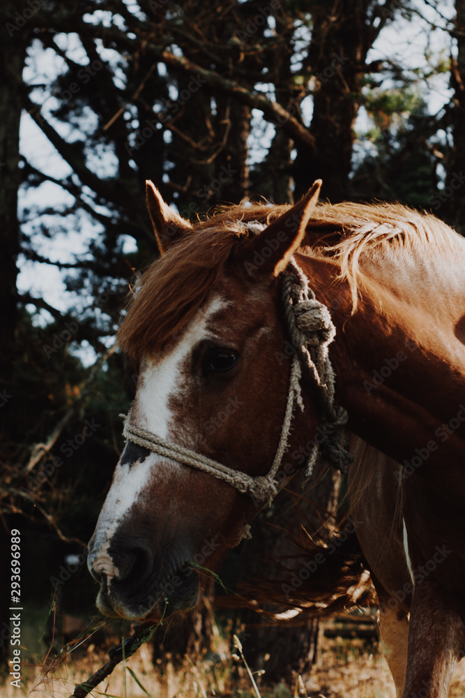 Foto de Stock Plano lateral de un caballo | Adobe Stock