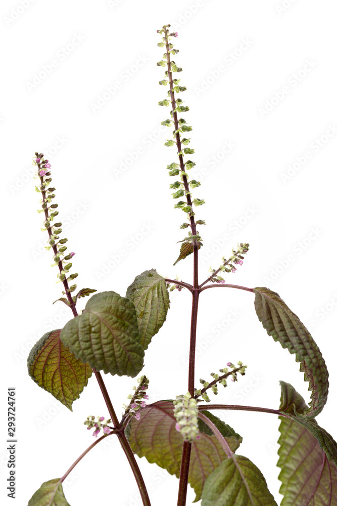 Perilla herb seed used in traditional,chinese herbal medicine isolated ...