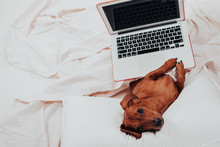 Perro usando el ordenador portátil Stock de Foto gratis - Public Domain ...