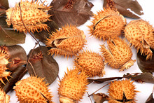 Dry Jimson Weed Seed Capsule Free Stock Photo - Public Domain Pictures