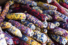 Colorful Corn Free Stock Photo - Public Domain Pictures