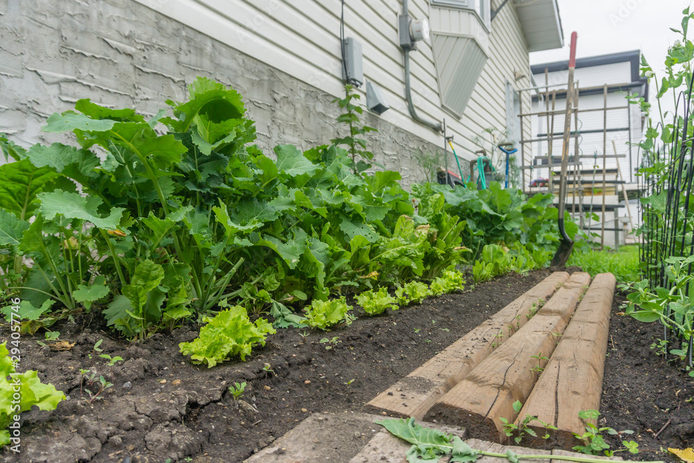 Huerto ecológico, jardín, patio, azotea, plantas, naturaleza, verde ...