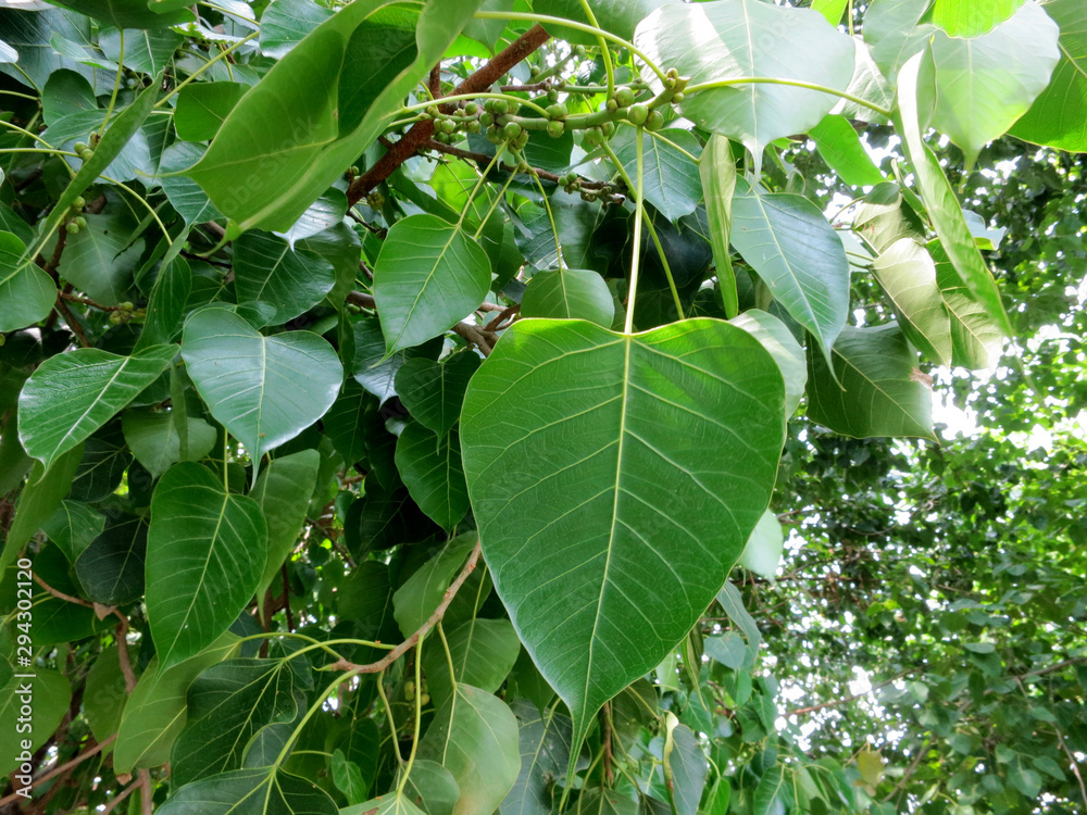 Bodhi Tree, The Bodhi Tree ("tree of awakening") is a large and ancient ...
