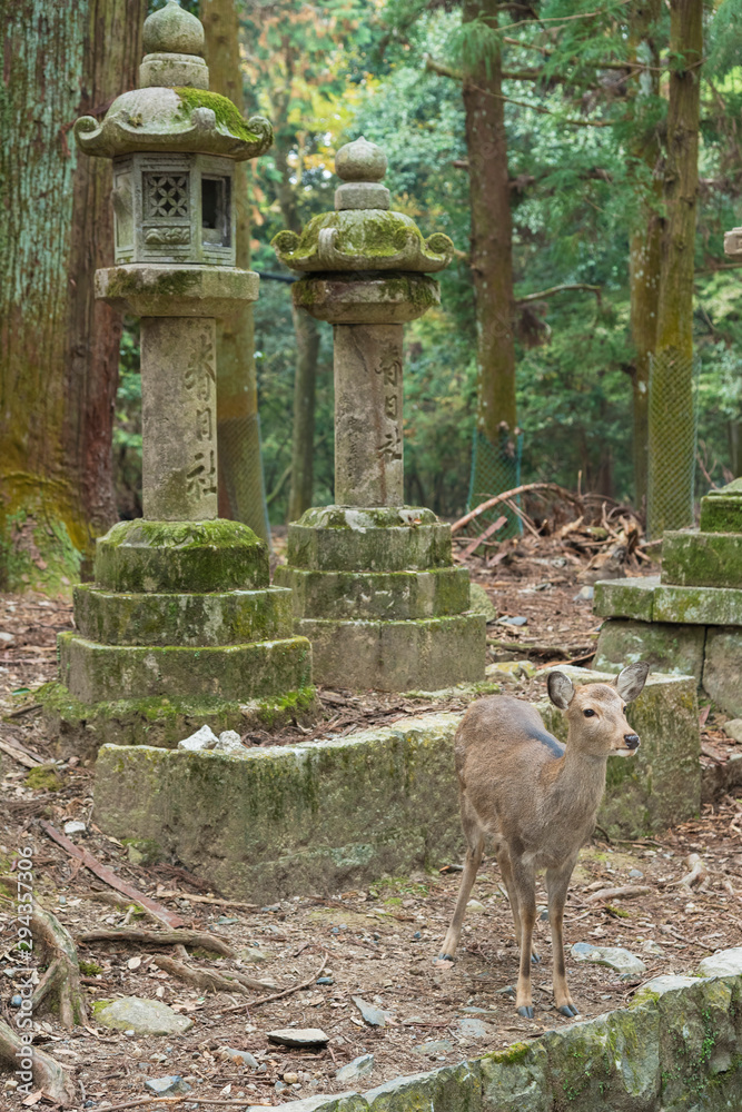 Deer in Kasuga Grand Shrine, Nara, Japan. Deer is cherished as a divine ...